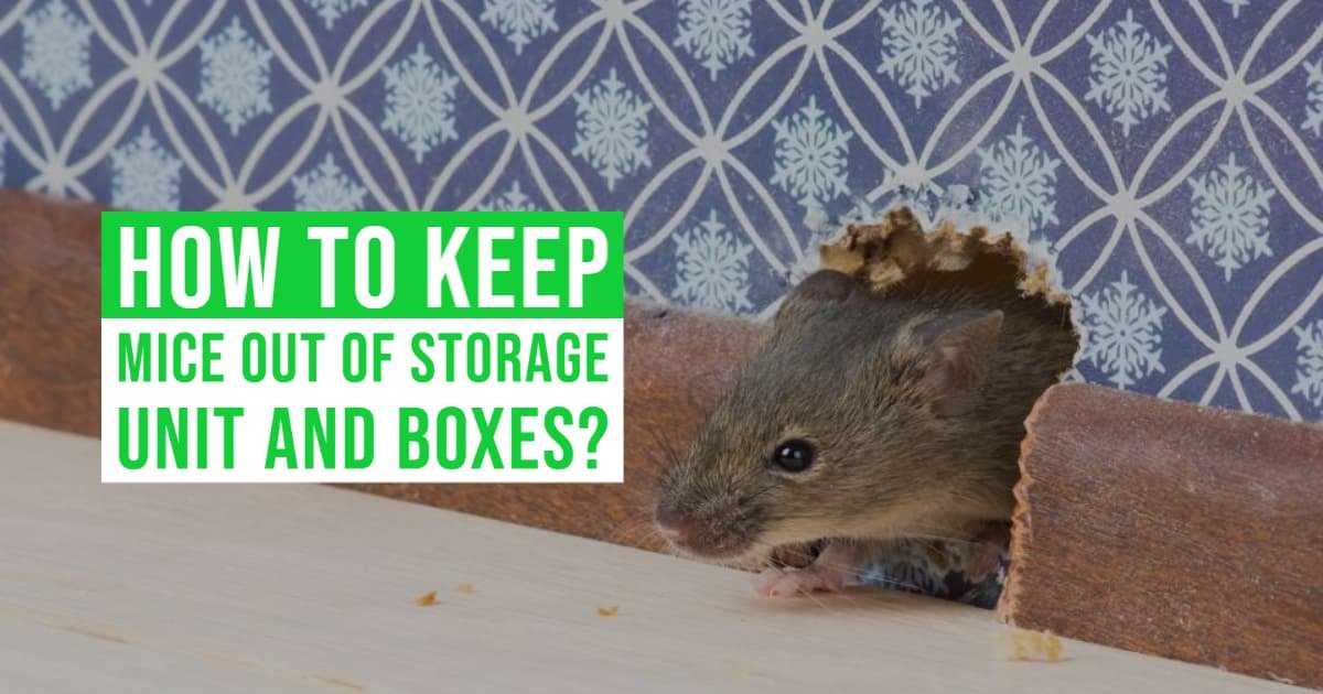 How to Keep Mice Out of Storage Unit And Boxes? - 1Support